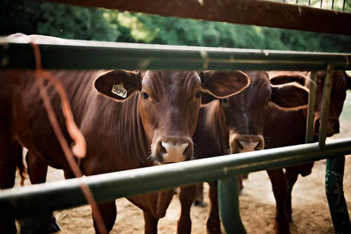 4-H Youth participate in inaugural cattle project | DeSoto Parish Journal
